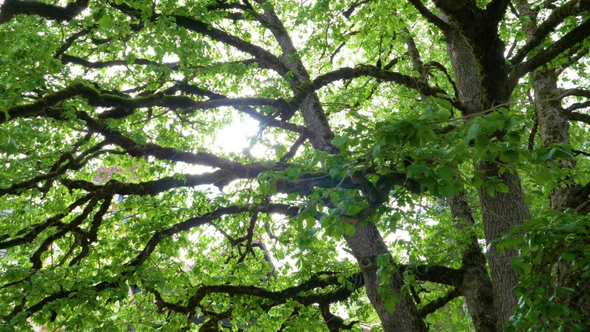 big tree branches green leaf forest Stock Footage Video (100% Royalty ...