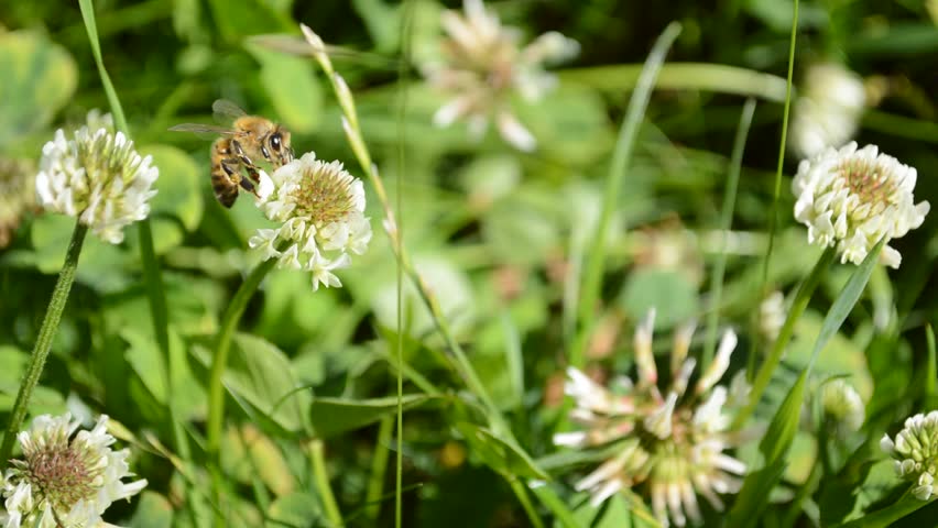 bee pollinating flower clover Stock Footage Video (100% Royalty-free ...