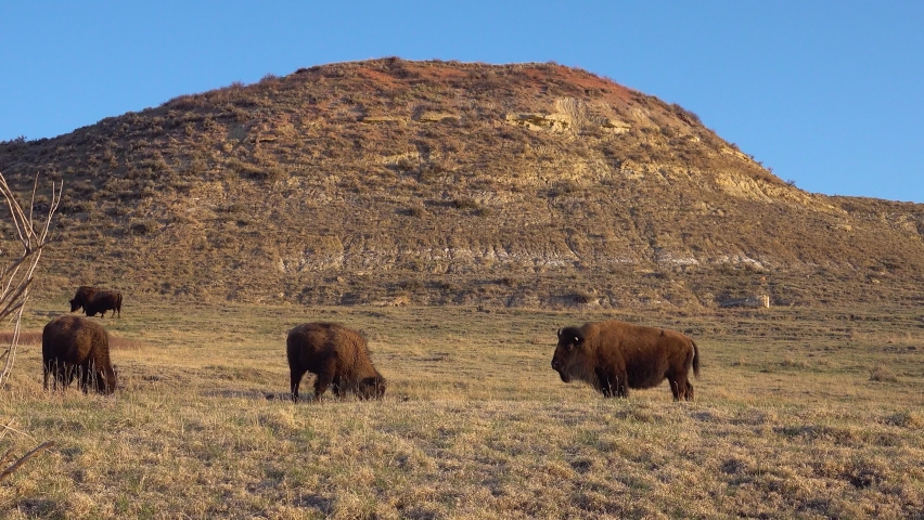 Wild Bison at Theodore Roosevelt National Park, North Dakota image ...