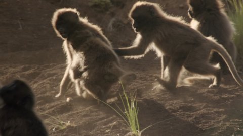 Gelada Monkeys Fighting Together Showing Dominance Stock Footage Video ...