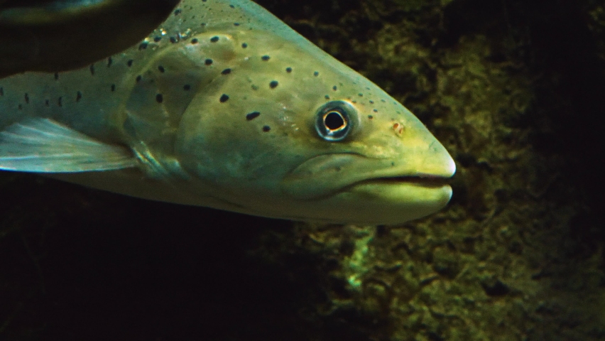 Salmon Fish Head Stock Video Footage - 4K and HD Video Clips | Shutterstock
