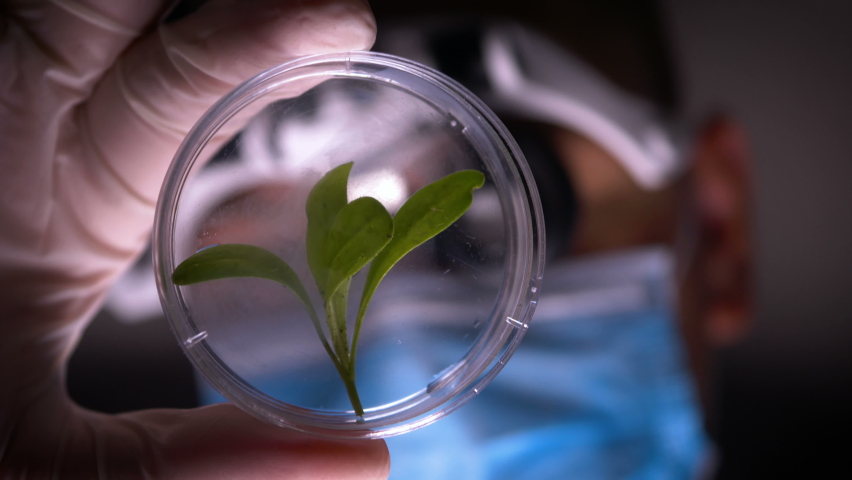 Hydroponic Grapes Stock Video Footage - 4K and HD Video Clips ...