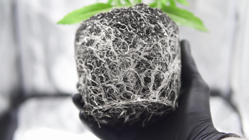 Weed Roots Stock Video Footage - 4K and HD Video Clips | Shutterstock