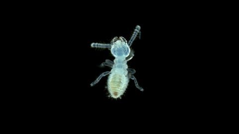 4 Young Termite Nymph Stock Video Footage - 4K and HD Video Clips ...