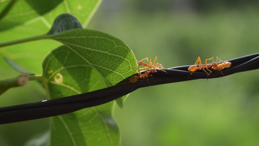 Talking ants Stock Video Footage - 4K and HD Video Clips | Shutterstock