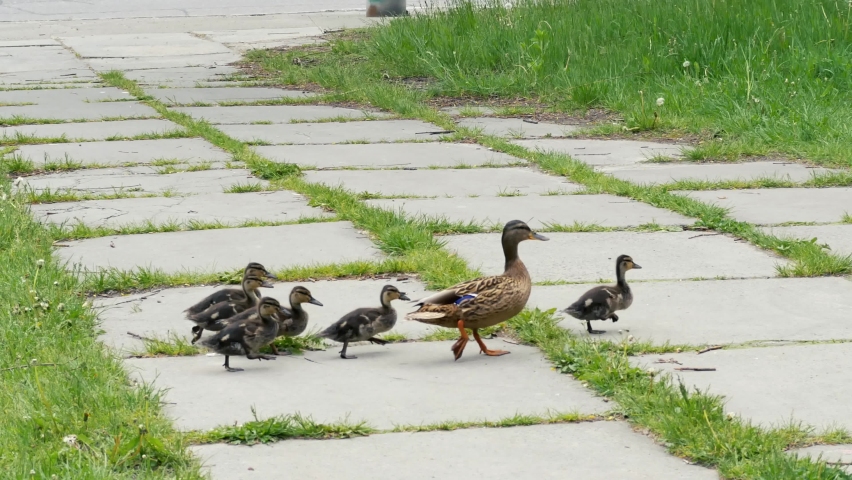 Duck Walk Stock Video Footage | Royalty Free Duck Walk Videos | Pond5