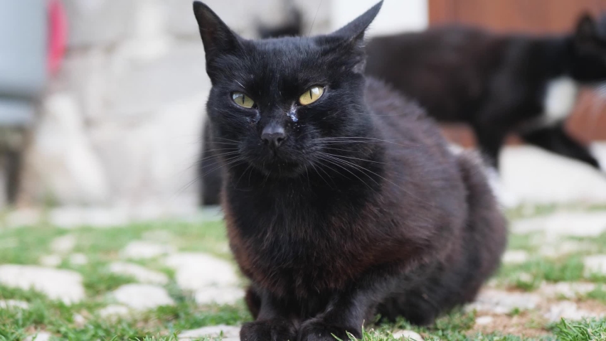 Cat Pleading Stock Video Footage - 4K and HD Video Clips | Shutterstock