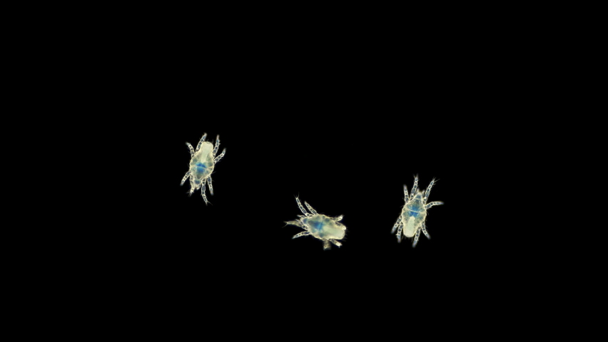 Acari Mite Family Tydeidae Under Microscope Stock Footage Video (100% ...