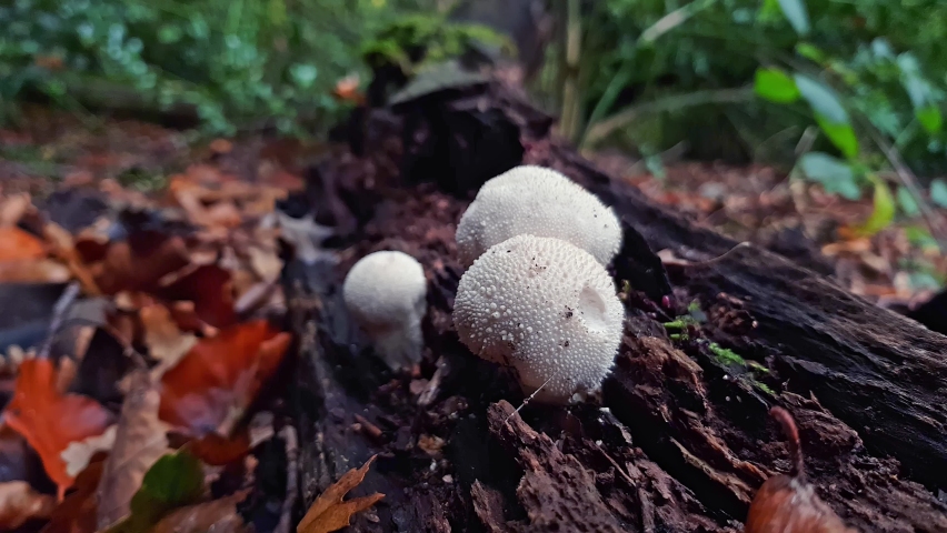 Snuff box tree Stock Video Footage - 4K and HD Video Clips | Shutterstock