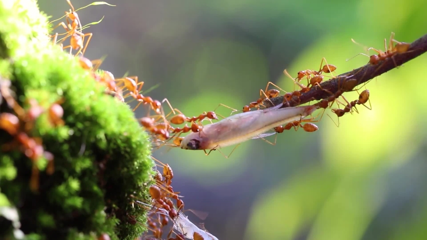 Team work ants Stock Video Footage - 4K and HD Video Clips | Shutterstock