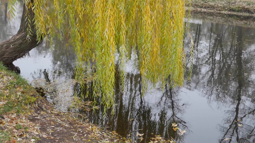 A Weeping Willow with Yellow Stock Footage Video (100% Royalty-free ...
