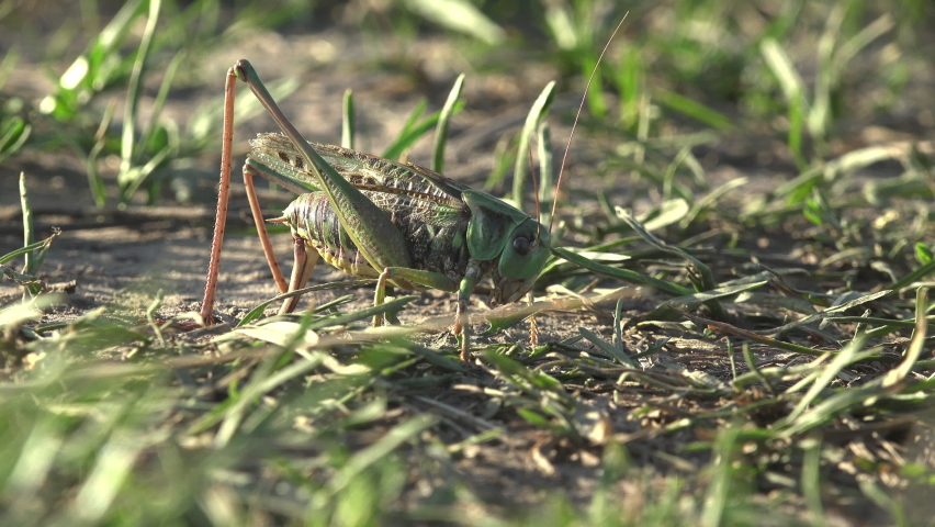 grey bush crickets phylum arthropoda uses Stock Footage Video (100% ...