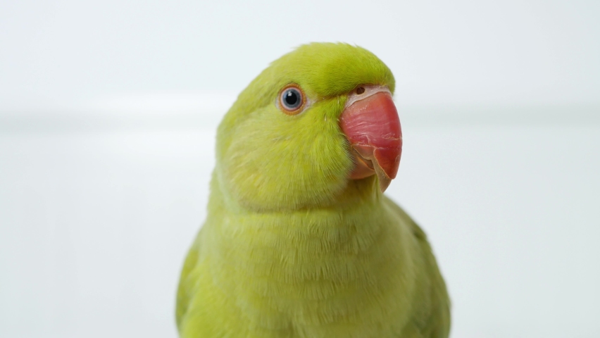 Indian parrot Stock Video Footage - 4K and HD Video Clips | Shutterstock