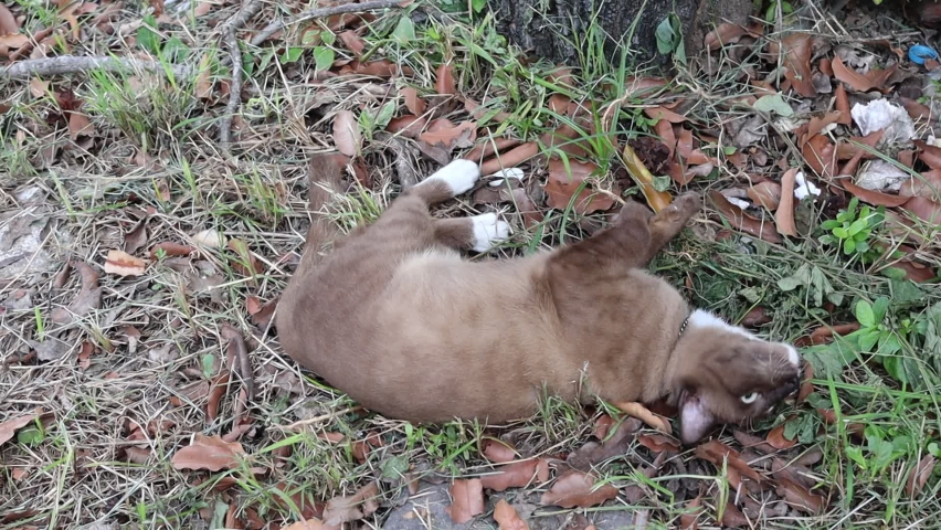 Garfield Cat Stock Video Footage - 4K and HD Video Clips | Shutterstock