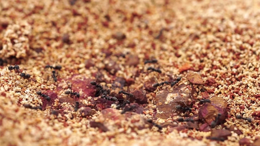Ants their habitat Stock Video Footage - 4K and HD Video Clips ...
