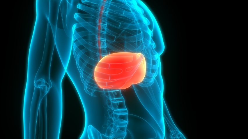 18,846 Liver Stock Video Footage - 4K and HD Video Clips | Shutterstock
