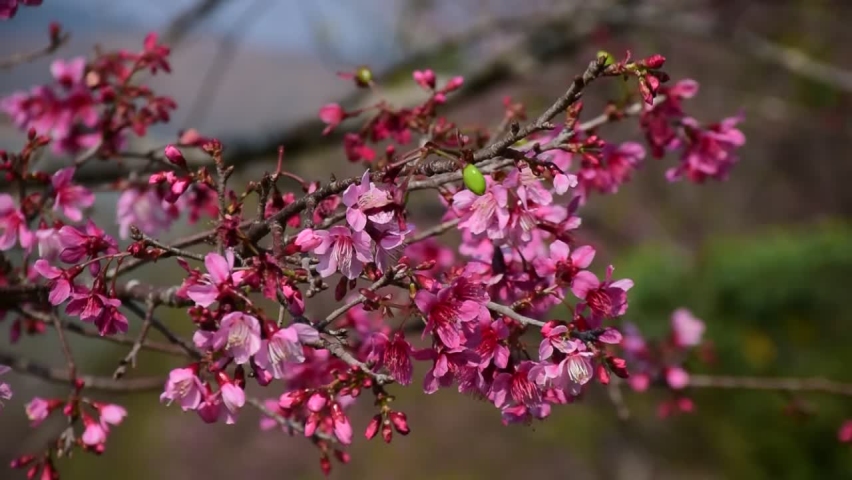 Boo bees Stock Video Footage - 4K and HD Video Clips | Shutterstock