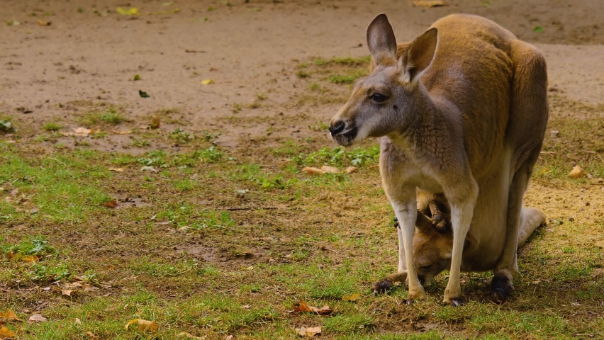 Close up of Baby Kangaroo : vidéo de stock (100 % libre de droit ...