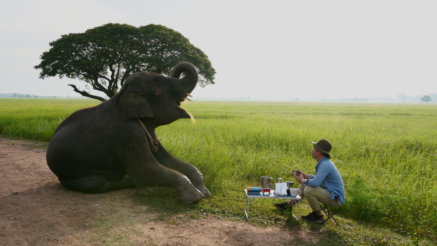 Elephant coffee Stock Video Footage - 4K and HD Video Clips | Shutterstock
