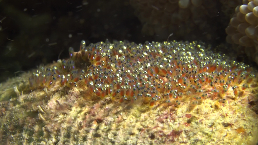 Clown Fish Eggs Stock Video Footage - 4K and HD Video Clips | Shutterstock