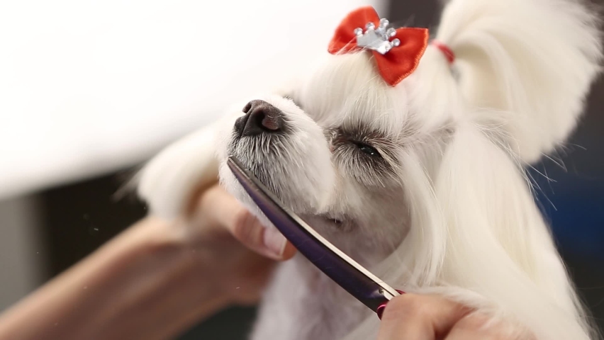 Maltese Head Stock Video Footage - 4K and HD Video Clips | Shutterstock