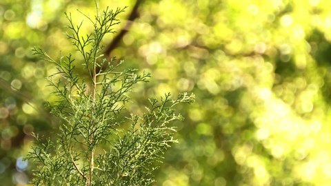 Tetraclinis Arar Araar Sictus Tree Genus Stock Footage Video (100% ...