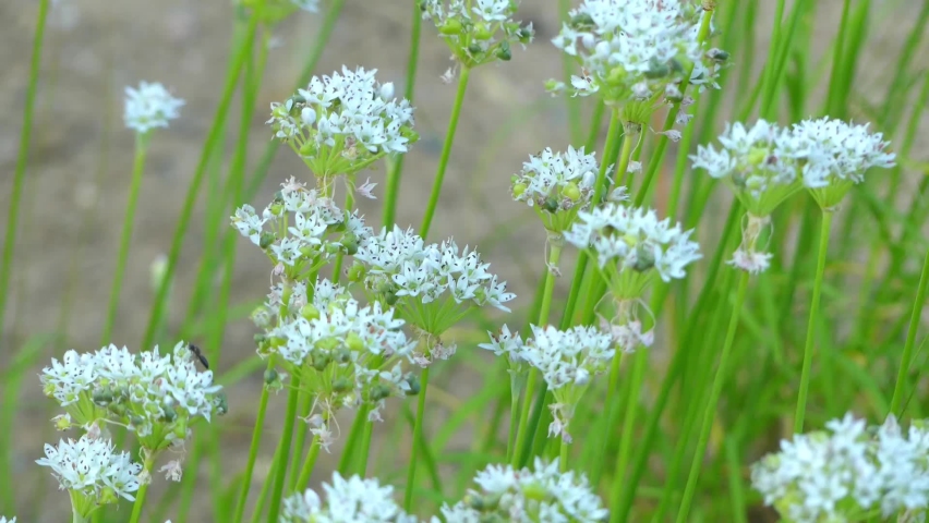 Allium Ramosum, Called Fragrant-flowered Garlic Stock Footage Video ...