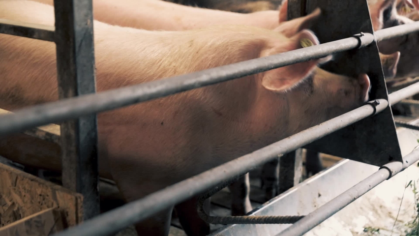 Clipped Ears Stock Video Footage - 4K and HD Video Clips | Shutterstock