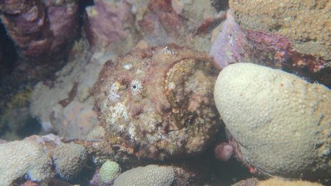 Stonefish On Reef Maldives Stock Footage Video (100% Royalty-free ...
