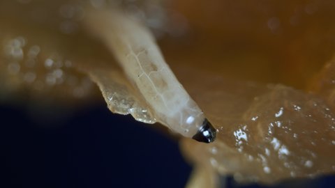 Diptera Larvae Fly Worm Microscope Translucent Stock Footage Video (100 ...
