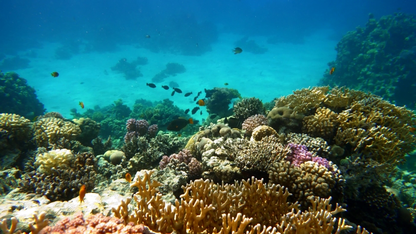 Coral Reef Tropical Fish Warm Ocean Stock Footage Video (100% Royalty ...