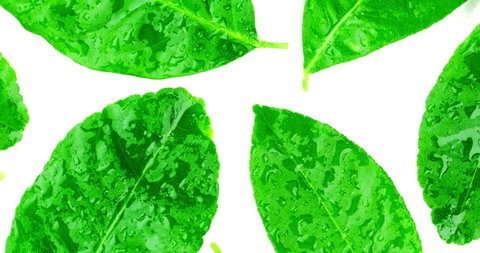 Rotate Green Lemon Leaf Texture Patterns Stock Footage Video (100% ...