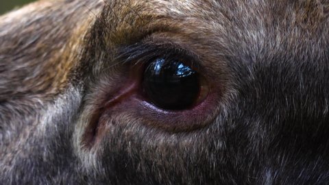 Close Elk Moose Head Eye Stock Footage Video (100% Royalty-free ...