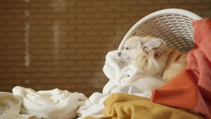 Dog heap clothes Stock Video Footage - 4K and HD Video Clips | Shutterstock
