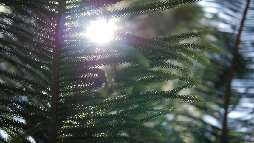 Slow Motion of a Tree Stock Footage Video (100% Royalty-free ...