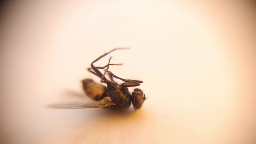 Fly Under a Microscope. Notice Stock Footage Video (100% Royalty-free ...