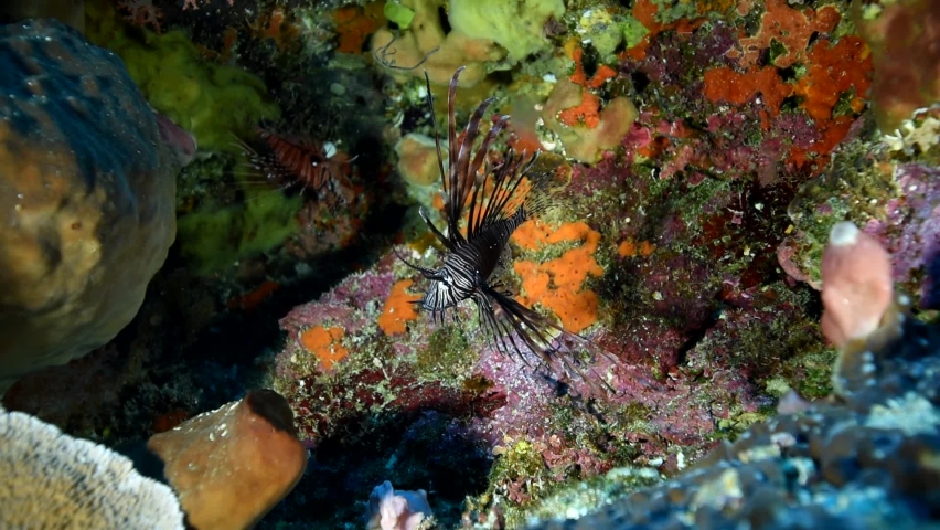 Lionfish White Background Stock Video Footage - 4K and HD Video Clips ...