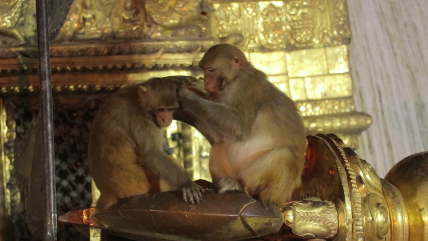 Animals Helping Each Other Stock Video Footage - 4K and HD Video Clips ...