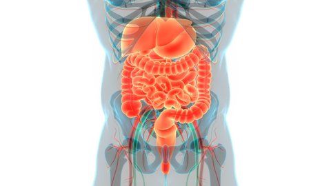 Human Digestive System Anatomy Animation Concept Stock Footage Video ...