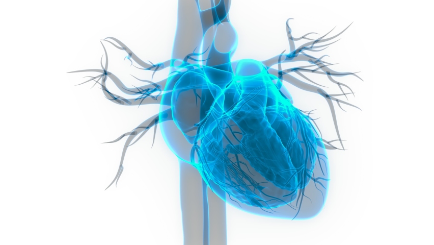 human circulatory system heart beat anatomy Stock Footage Video (100% ...