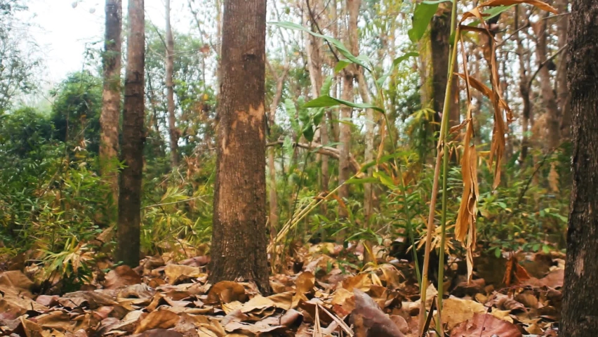 Semi Deciduous Forest Stock Video Footage - 4K and HD Video Clips ...