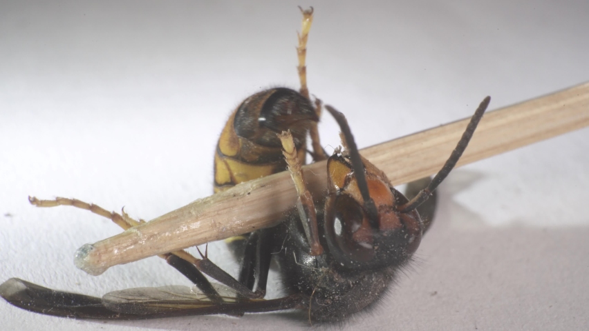 aggressive asian giant hornet invasive species Stock Footage Video (100 ...