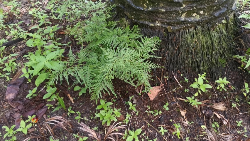 footage squirrel's foot fern grows beneath Stock Footage Video (100% ...