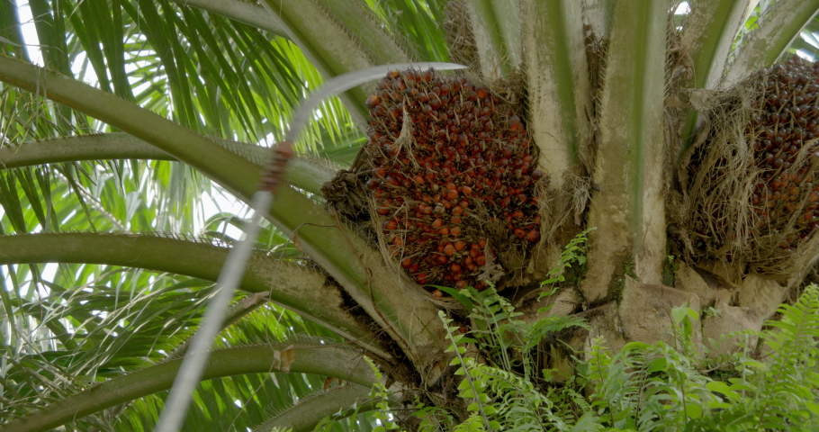 African oil palm Stock Video Footage - 4K and HD Video Clips | Shutterstock
