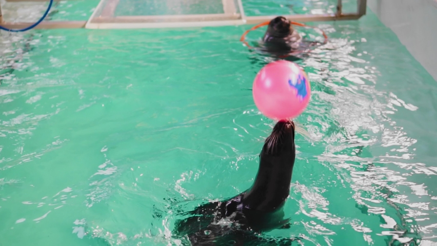 Dolphin Circus Stock Video Footage - 4K and HD Video Clips | Shutterstock