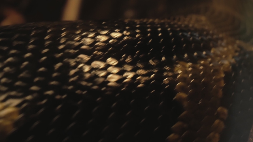 Python texture Stock Video Footage - 4K and HD Video Clips | Shutterstock
