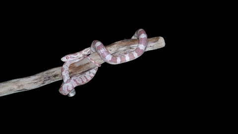 Oligochaeta Chaetogaster Sp Under Microscope Family Stock Footage Video ...