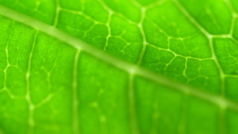 Birch Leaf Under Microscope Background Betula Stock Footage Video (100% ...