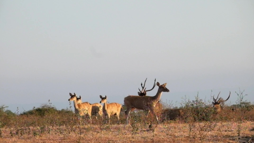 Taman nasional baluran Stock Video Footage - 4K and HD Video Clips ...