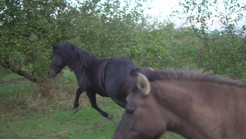 Raven Horse Stock Video Footage - 4K and HD Video Clips | Shutterstock